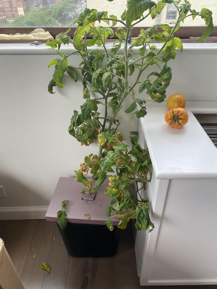 Dwarf Gloria's Treat Tomato - Victory Seed Company