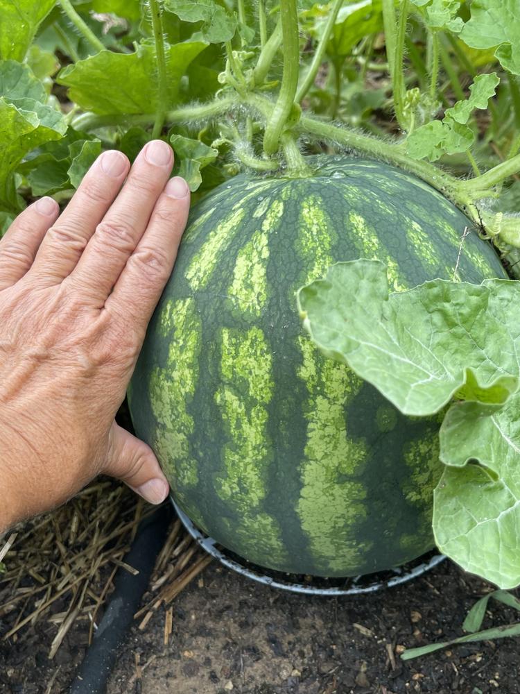Cal Sweet Bush Watermelon - Victory Seed Company
