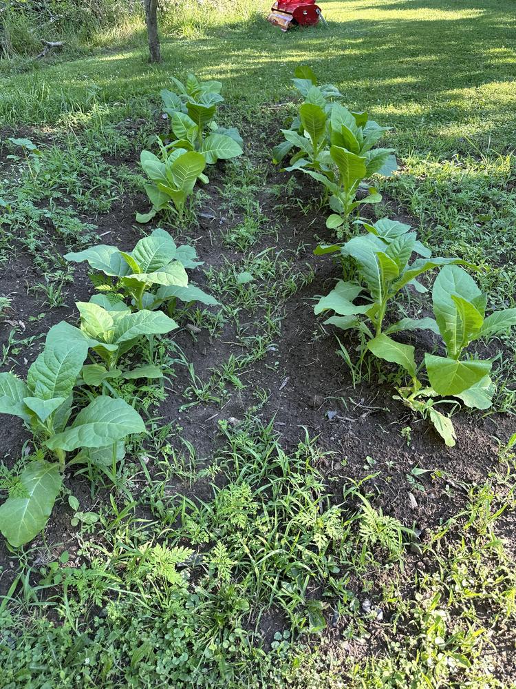 Cherry Red Tobacco - Victory Seed Company