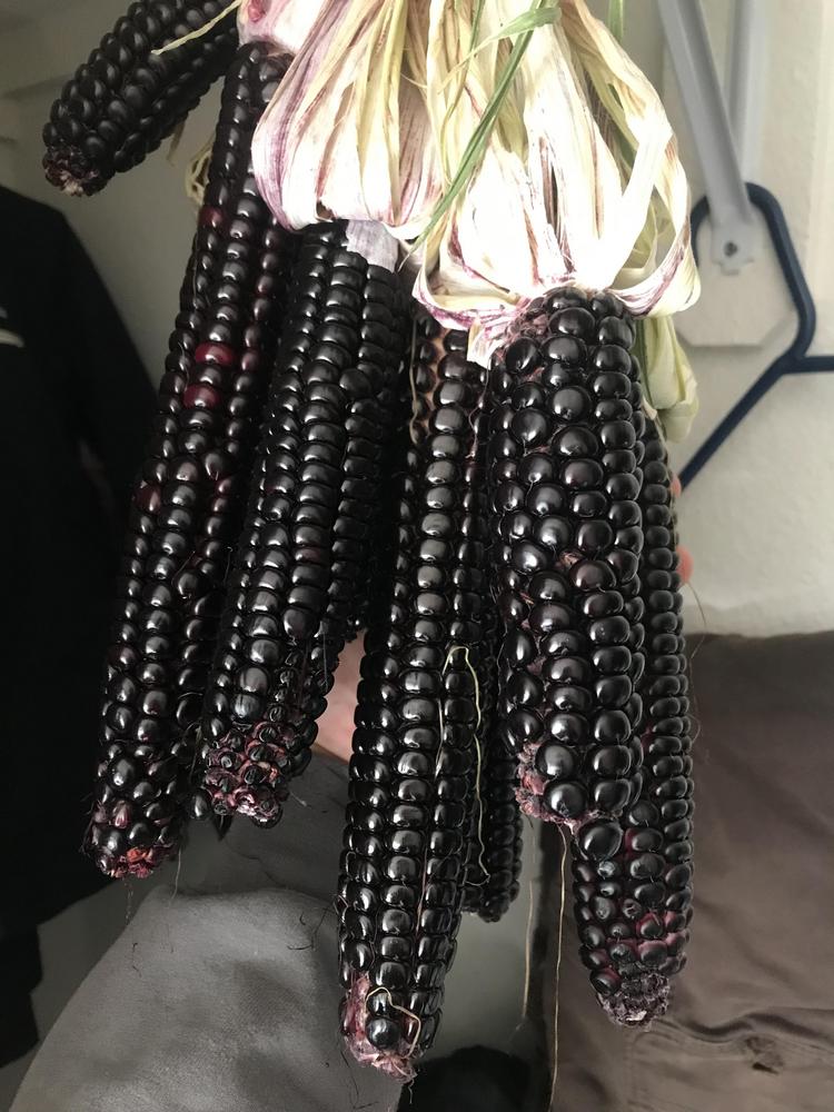 Montana Morado Maize - Victory Seed Company