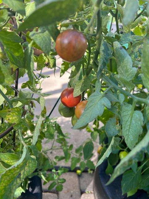 Dwarf Johnson's Cherry Tomato - Victory Seed Company