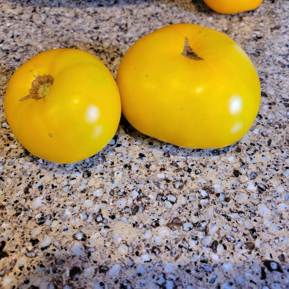 Azoychka Tomato - Victory Seed Company