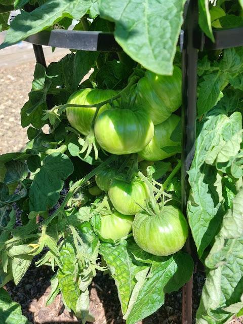 Adelaide Festival Tomato - Victory Seed Company