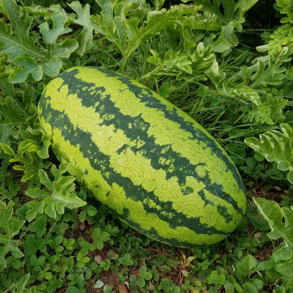 Georgia Rattlesnake Watermelon - Victory Seed Company