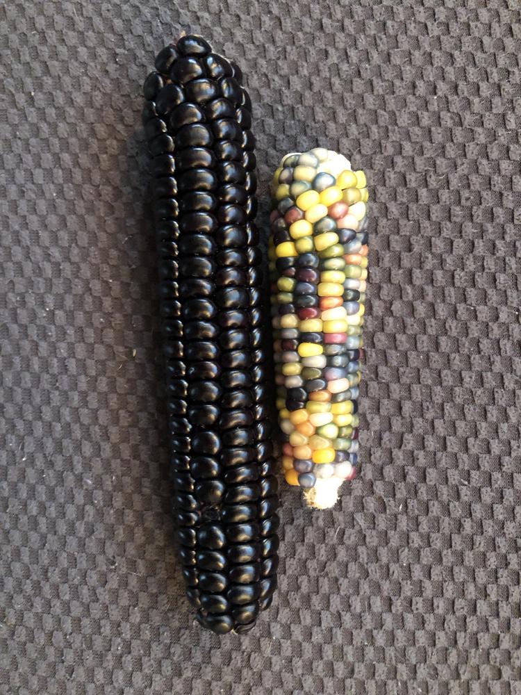 Montana Morado Maize - Victory Seed Company