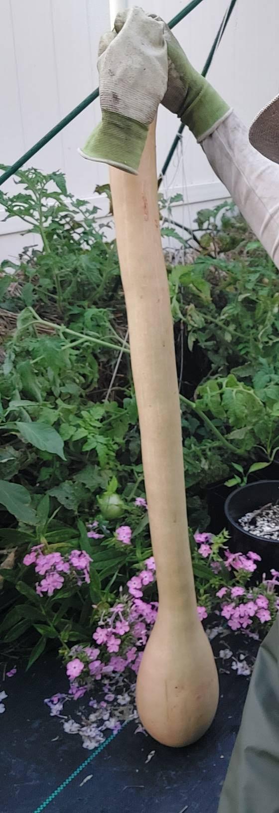 Tromboncino Squash (Zucchetta Rampicante) - Victory Seed Company