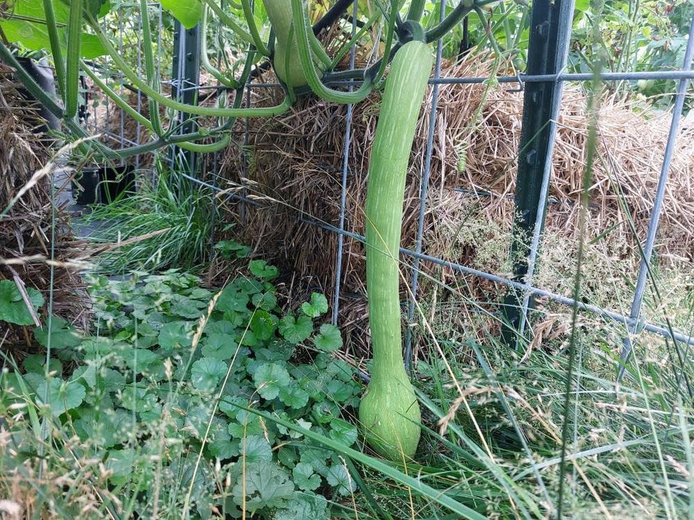 Tromboncino Squash (Zucchetta Rampicante) - Victory Seed Company