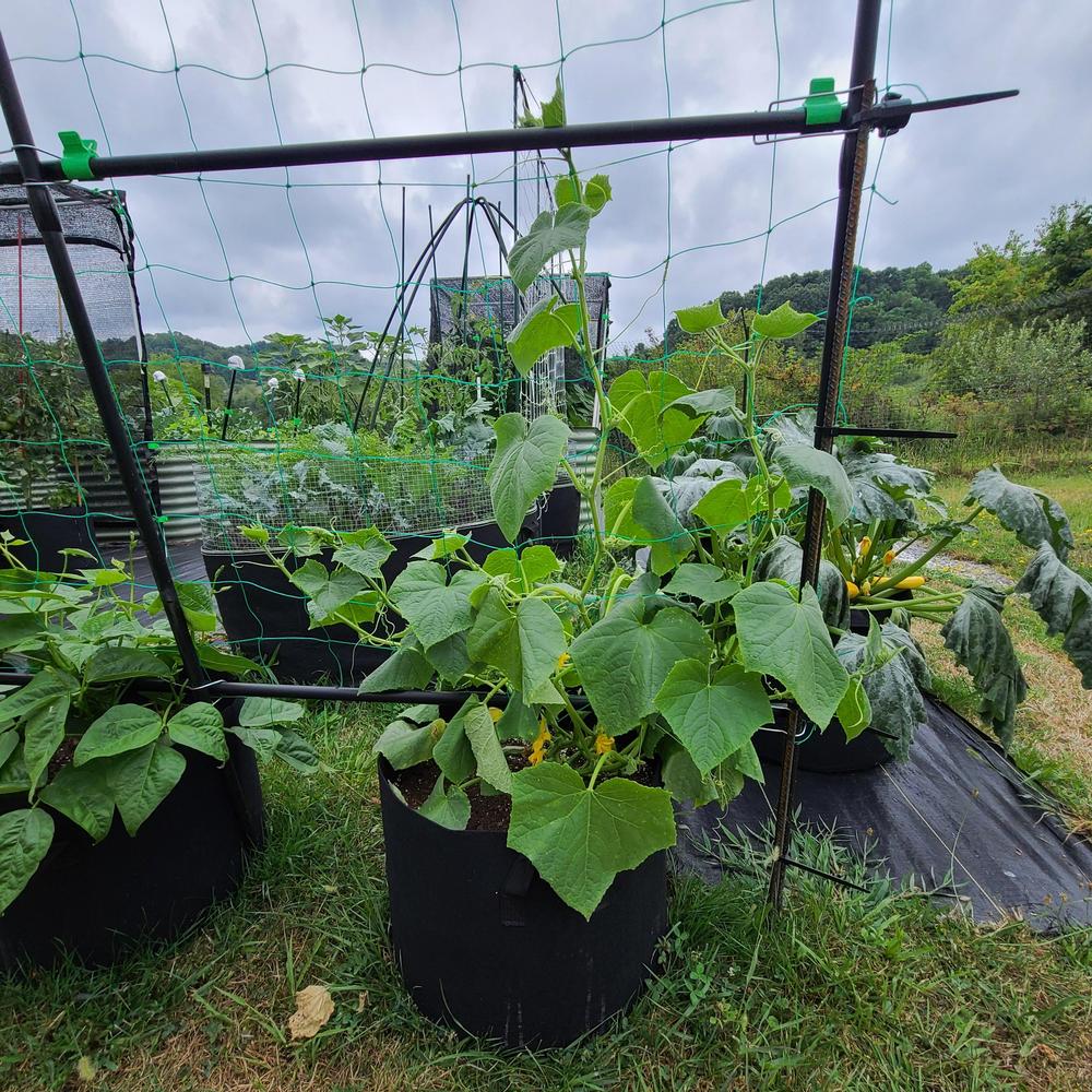 Muncher Cucumber - Victory Seed Company