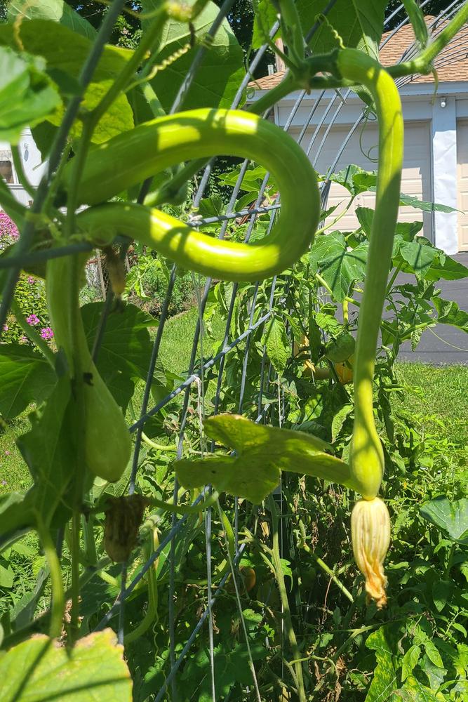 Tromboncino Squash (Zucchetta Rampicante) - Victory Seed Company