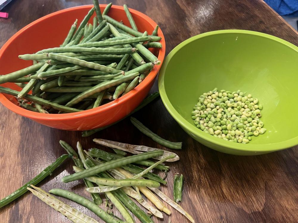 Lady Southern Pea - Victory Seed Company