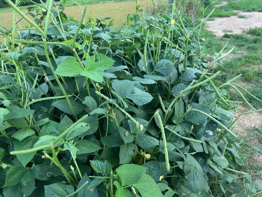 Lady Southern Pea - Victory Seed Company