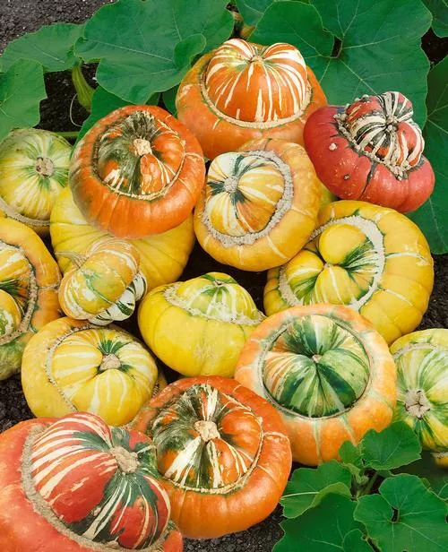 Turk s Turban Squash Victory Seed Company